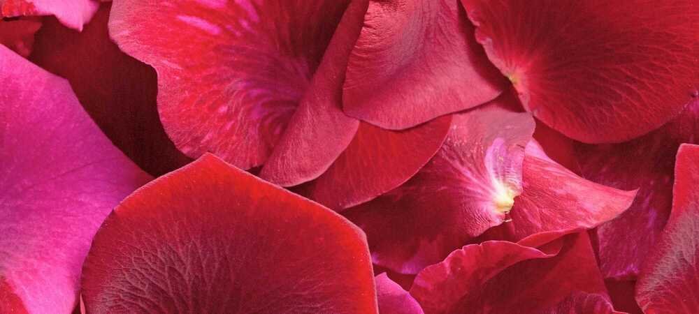 The Top 5 Flowers That Transform Your Skin | L'Oréal Paris